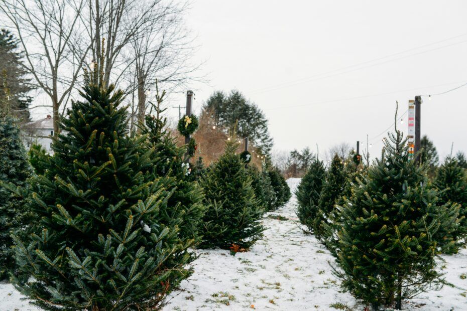 Christmas Tree Farm Photoshoot Ideas
